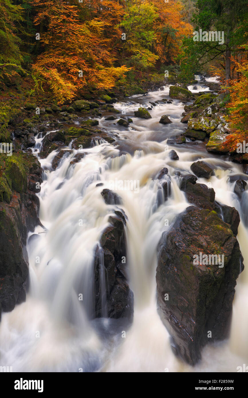 River through autumn colours at the Hermitage near Dunkeld in Scotland ...