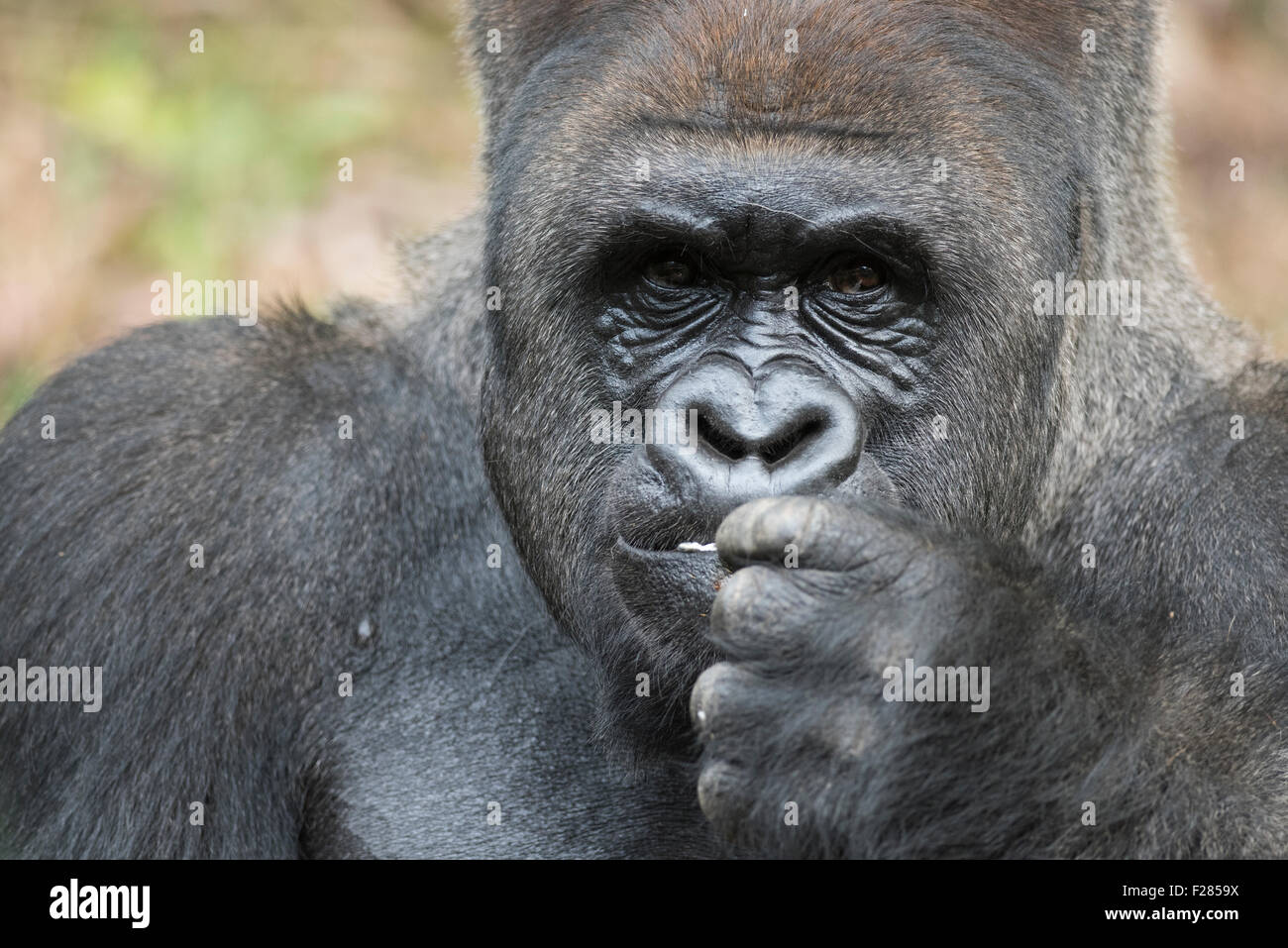Gorilla hand hi-res stock photography and images - Alamy