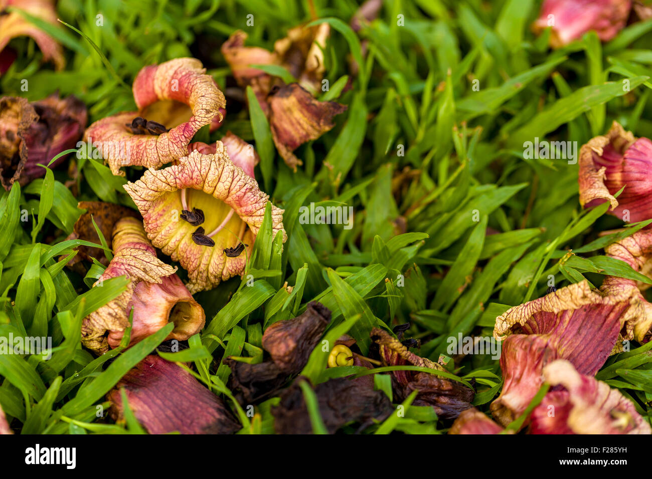 Fallen flower hi-res stock photography and images - Alamy