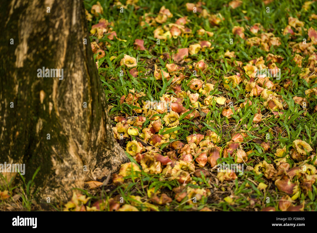 Fallen flower hi-res stock photography and images - Alamy
