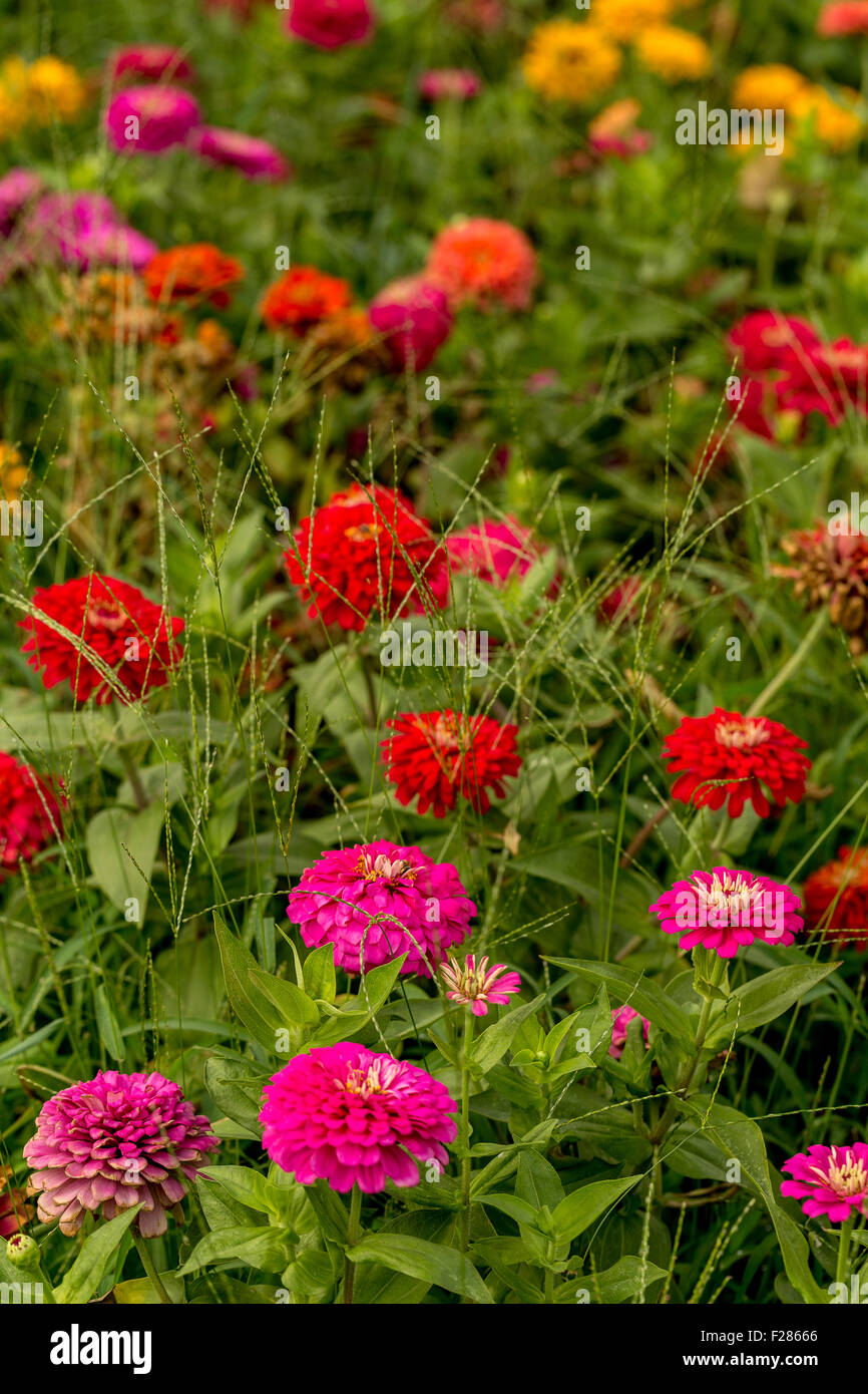 Summer garden colorful flowers hi-res stock photography and images - Alamy
