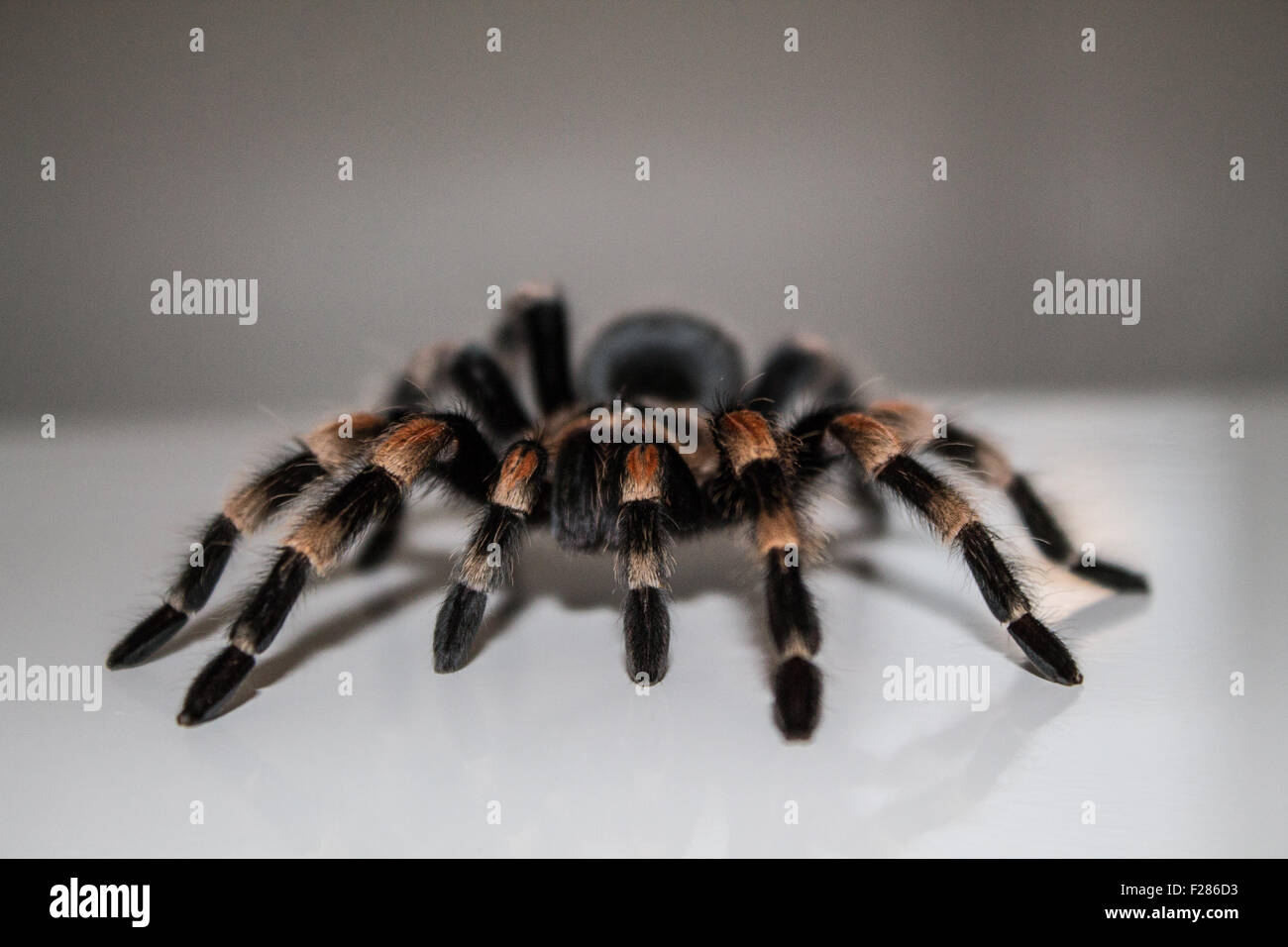 Scary Spider Tarantula Stock Photo - Alamy