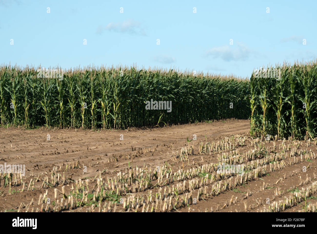 Maize grown for bio-gas production Bawdsey Suffolk UK Stock Photo - Alamy