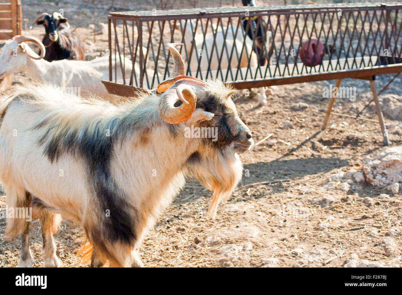 Goats in the Greece farm Stock Photo - Alamy