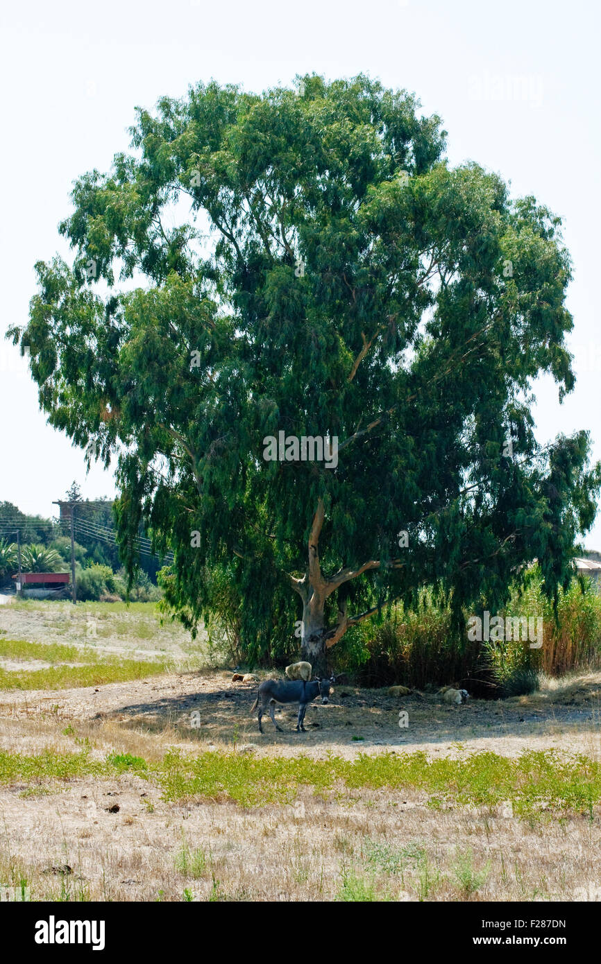 Donkey under a tree in the countryside Stock Photo - Alamy