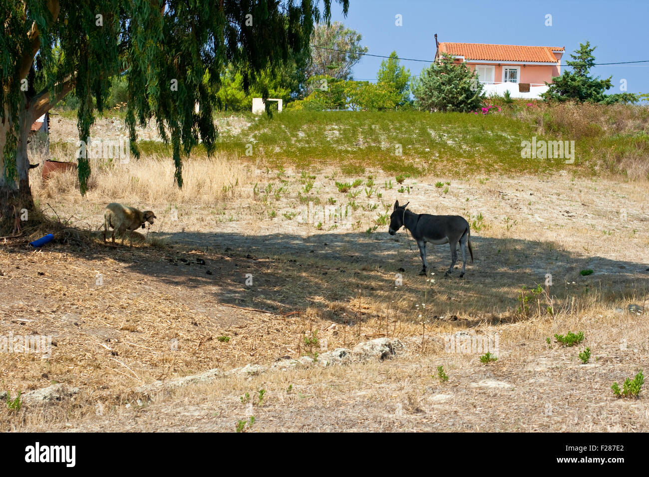 Donkey under a tree in the countryside Stock Photo - Alamy
