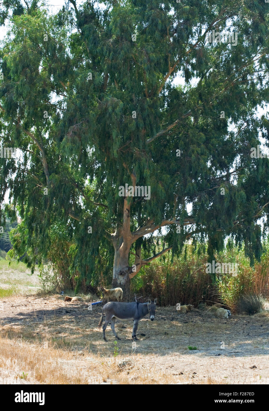 Donkey under a tree in the countryside Stock Photo - Alamy
