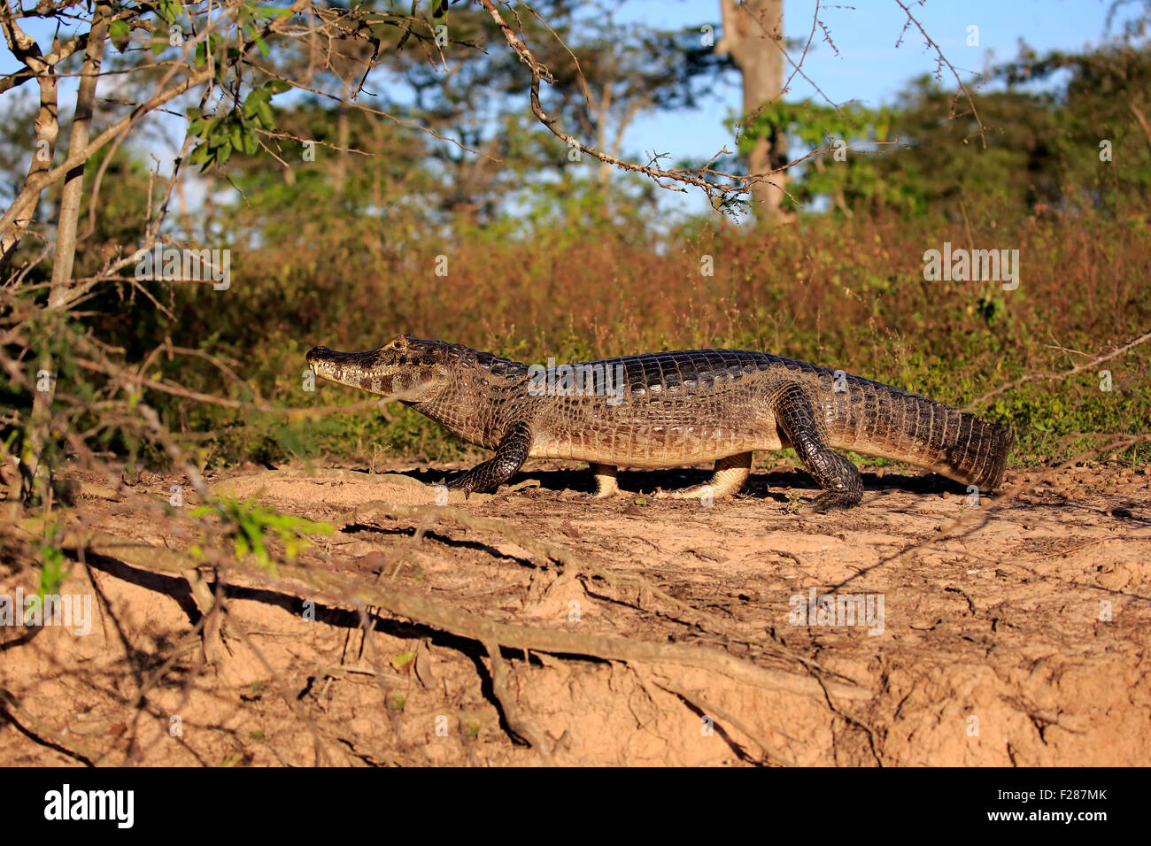 Yacare caiman (Caiman Yacare), adult, on land, walking, Pantanal, Mato ...
