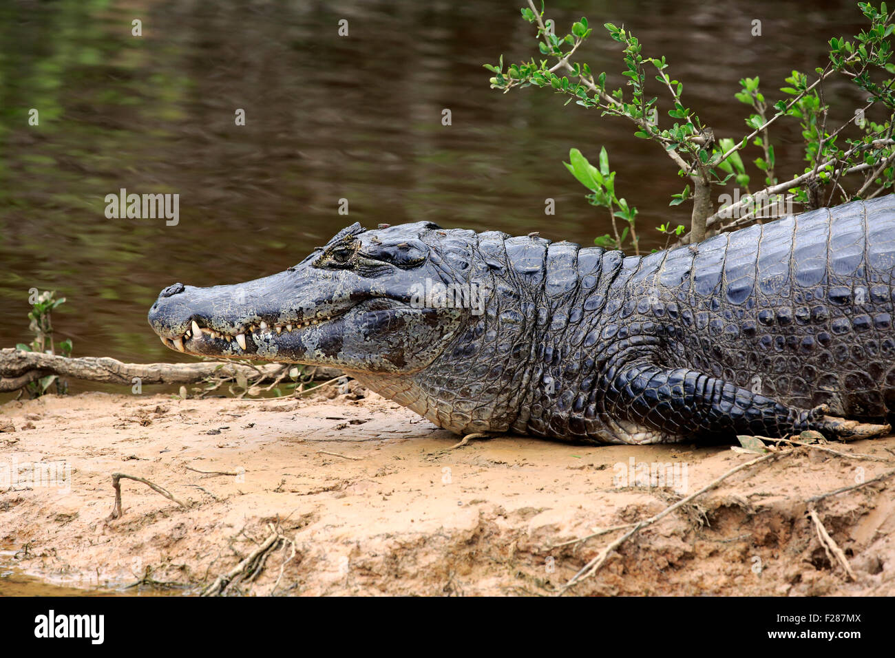 Yacare caiman (Caiman Yacare), adult, on the waterfront, sandbank, Pantanal, Mato Grosso, Brazil ...