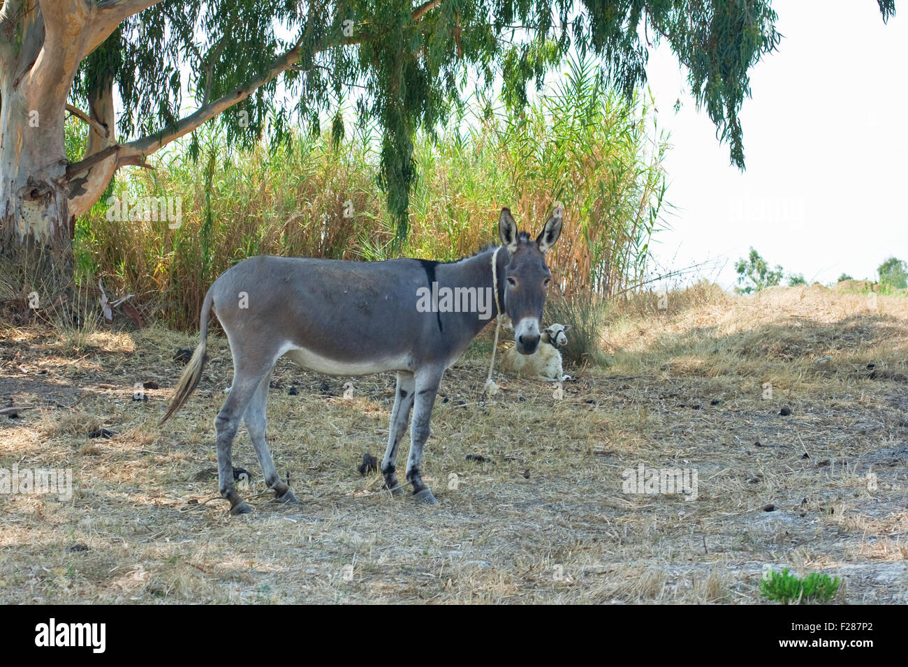 Donkey under a tree in the countryside Stock Photo - Alamy