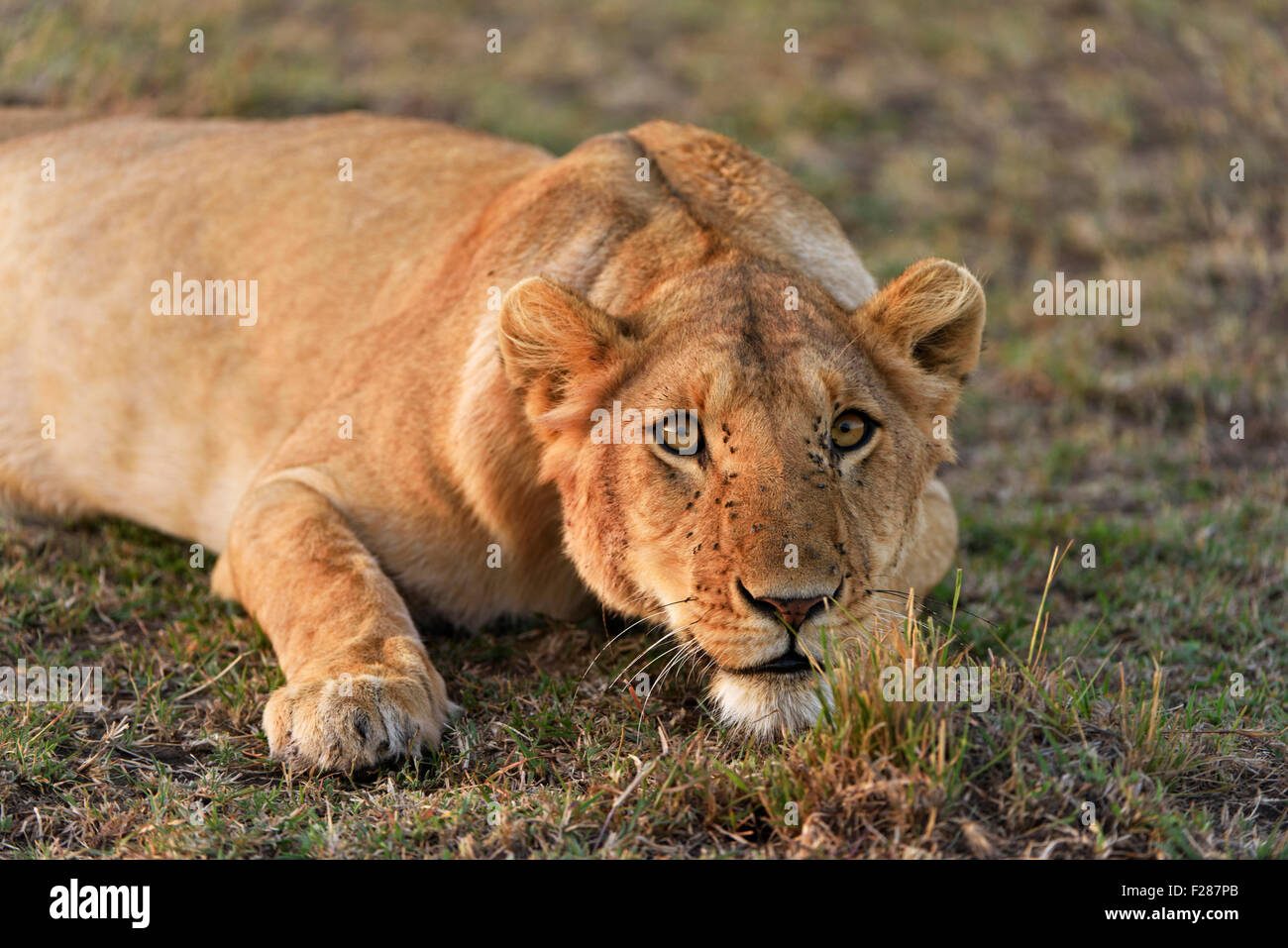 Lioness (Panthera leo) with a belligerent look, Maasai Mara National ...