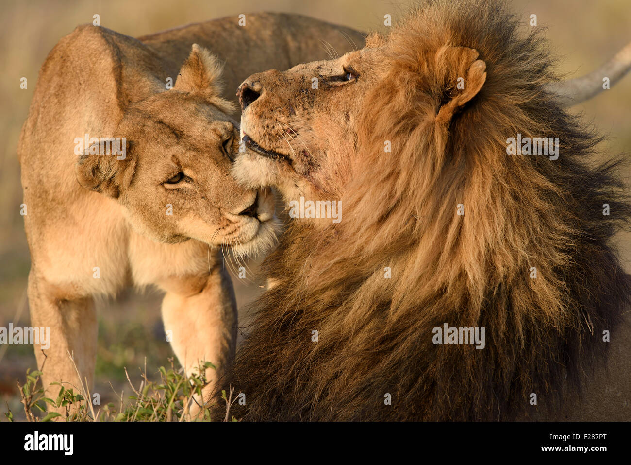 Lions sniffing hi-res stock photography and images - Alamy