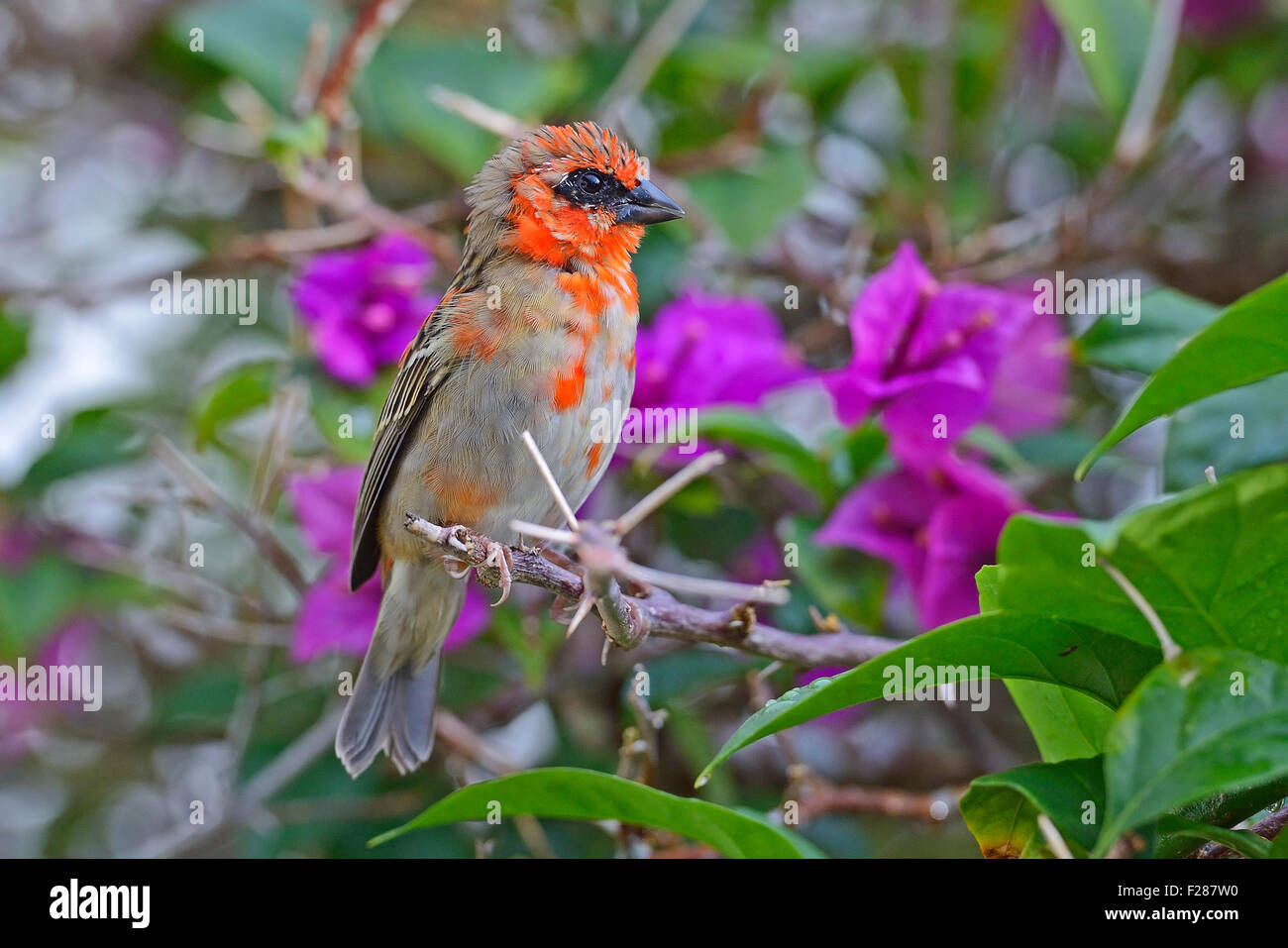 Red fody (Foudia madagascariensis), male, Praslin Island, Seychelles ...
