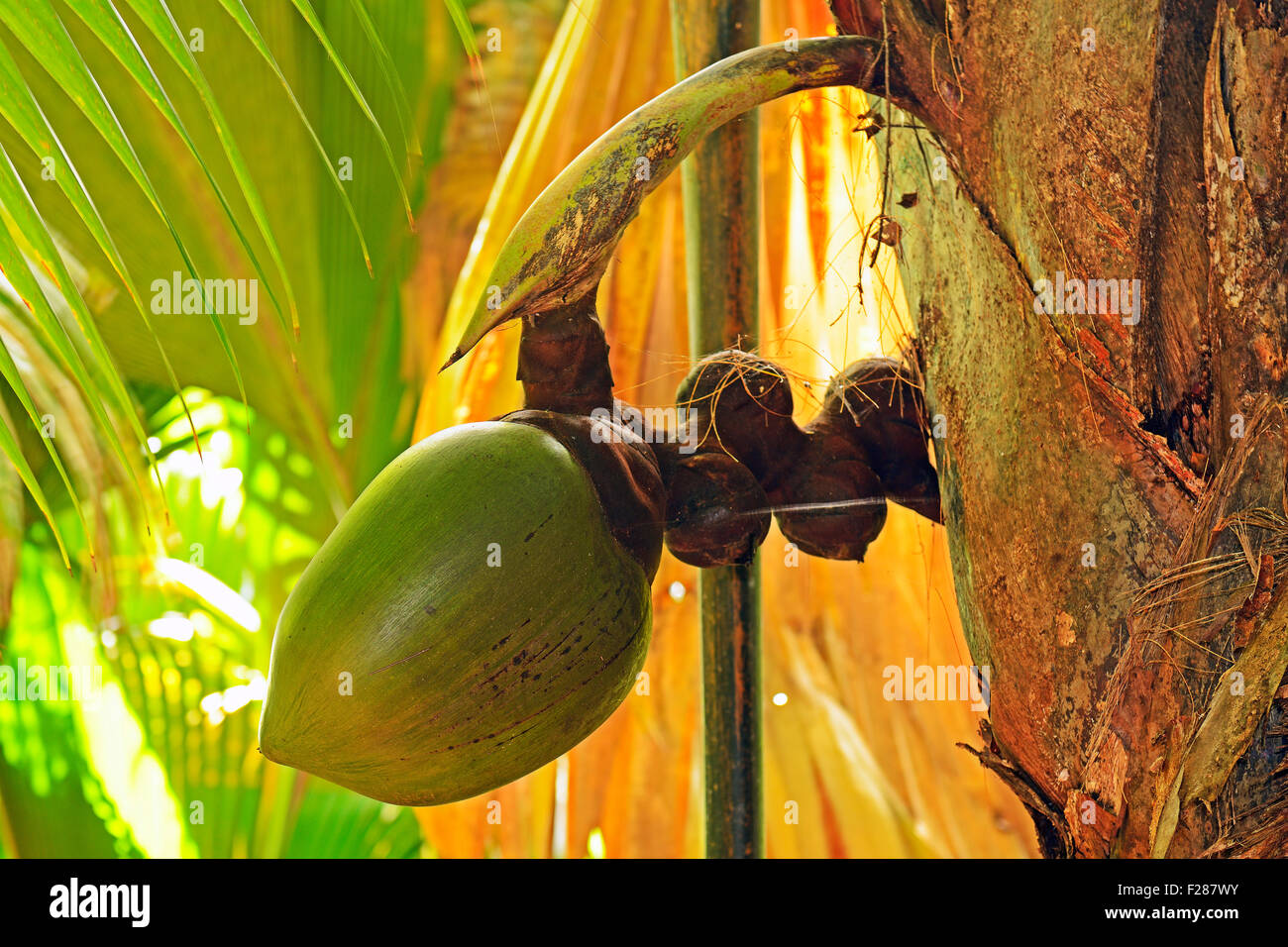 Coco de Mer, coconut, world's largest seed, sea coconut (Lodoicea ...
