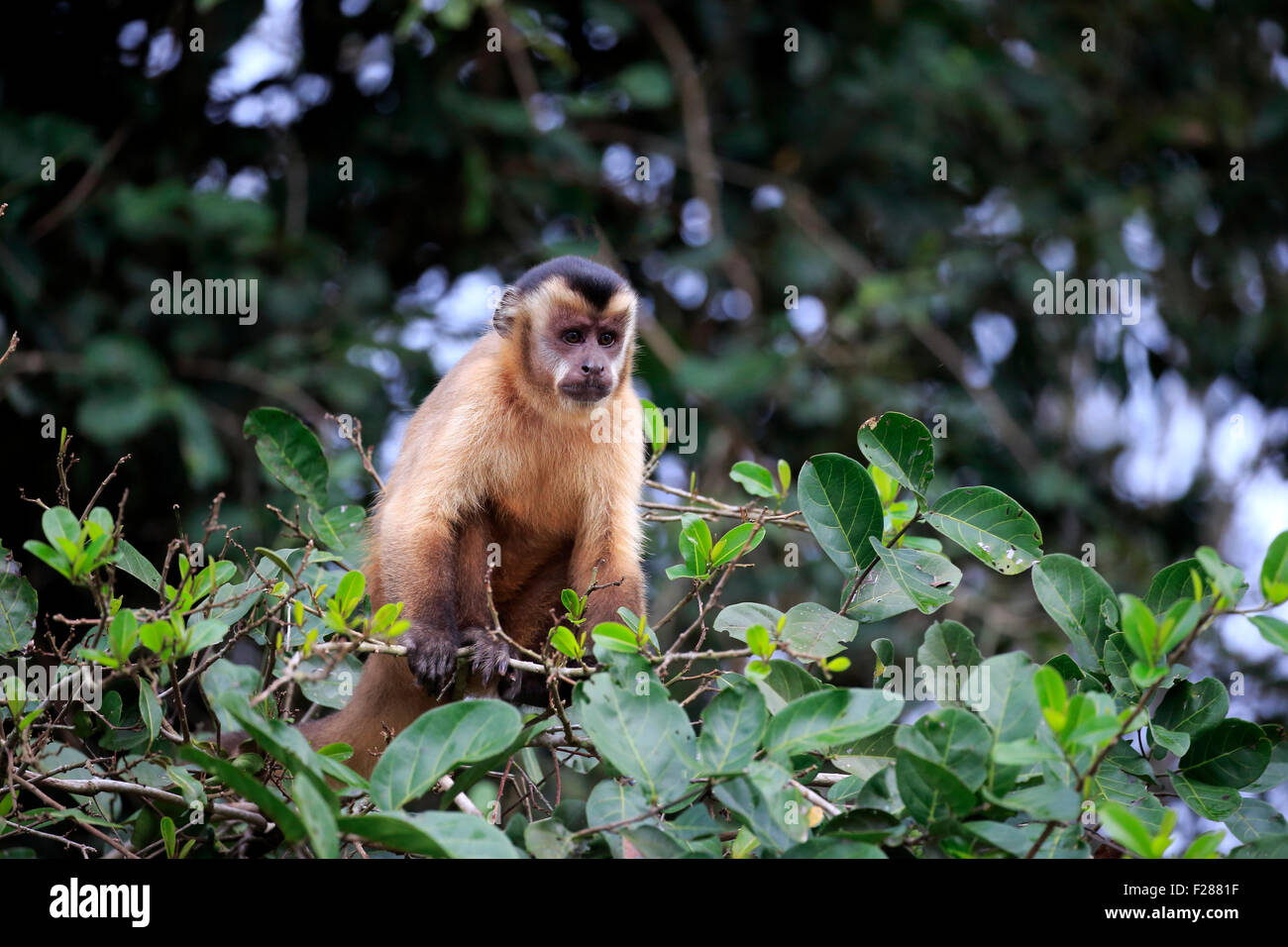 Tufted Capuchin Monkey Stock Photos & Tufted Capuchin Monkey Stock ...