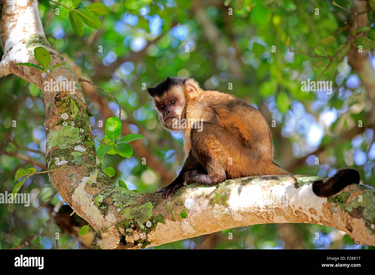 Tufted Capuchin Monkey Stock Photos & Tufted Capuchin Monkey Stock ...