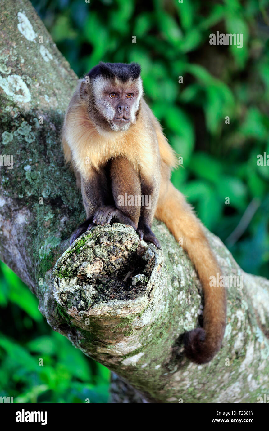 Tufted capuchin hi-res stock photography and images - Alamy