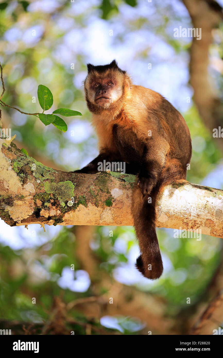 Tufted capuchin (Cebus apella), adult monkey in a tree, Pantanal, Mato ...