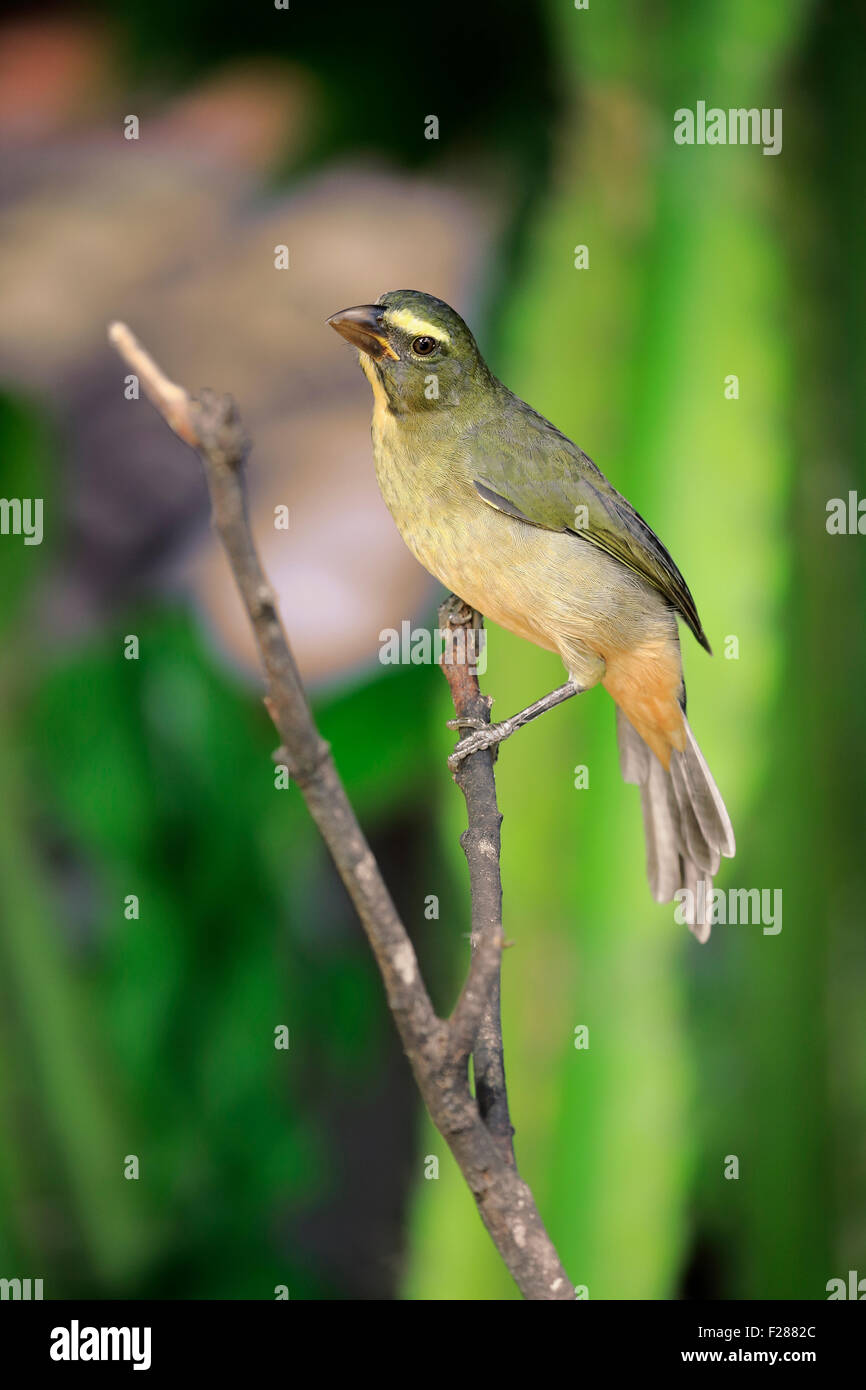 Greyish saltator (Saltator coerulescens) on a tree, Pantanal, Mato ...