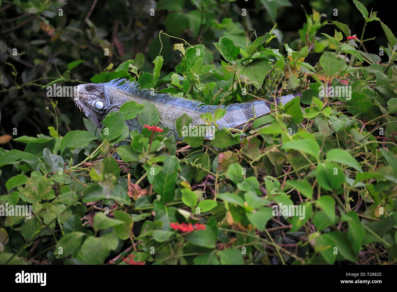 Green Iguana (Iguana iguana) in a tree, Pantanal, Mato Grosso, Brazil ...