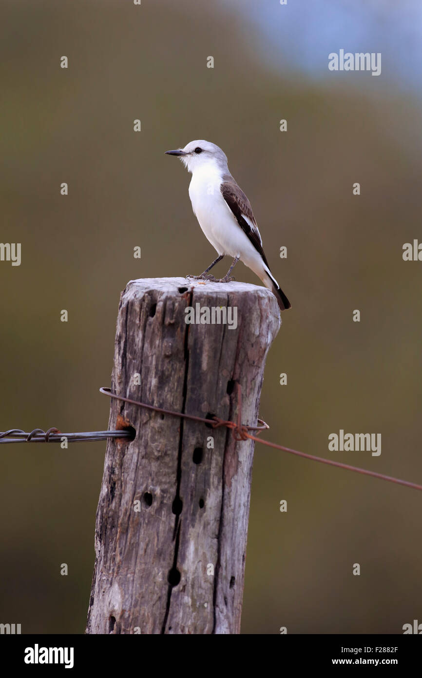 Xolmis Velatus High Resolution Stock Photography and Images - Alamy