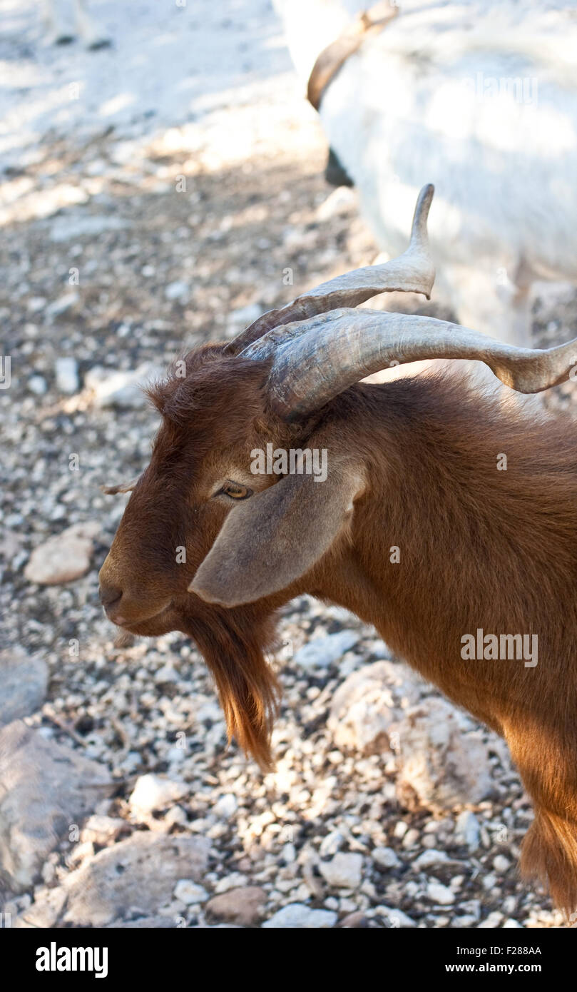 Brown goat in the farm Stock Photo - Alamy
