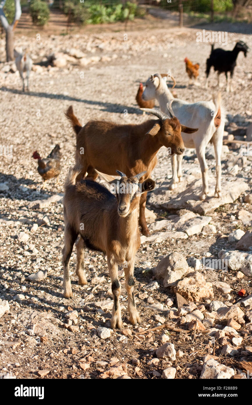 Brown goat in the farm Stock Photo - Alamy