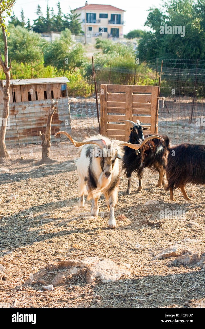 Goats in the Greece farm Stock Photo - Alamy
