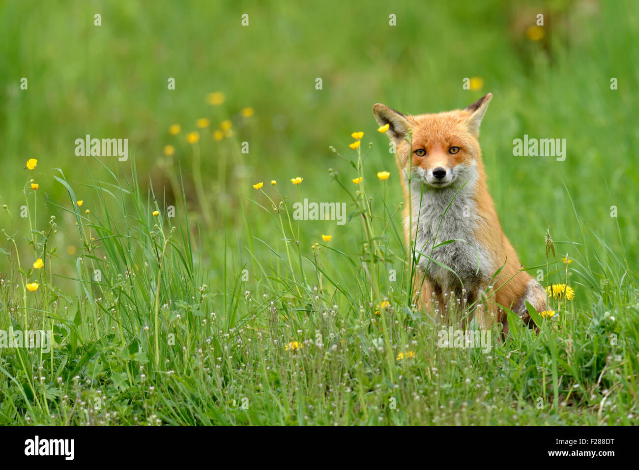 Red fox (Vulpes vulpes) sitting in tall grass, Canton of Zurich ...