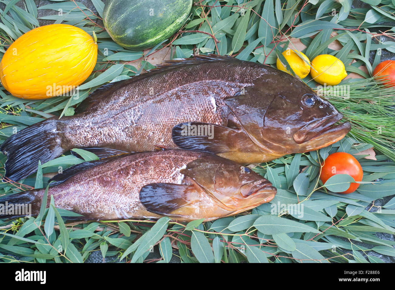 Groupers hi-res stock photography and images - Alamy