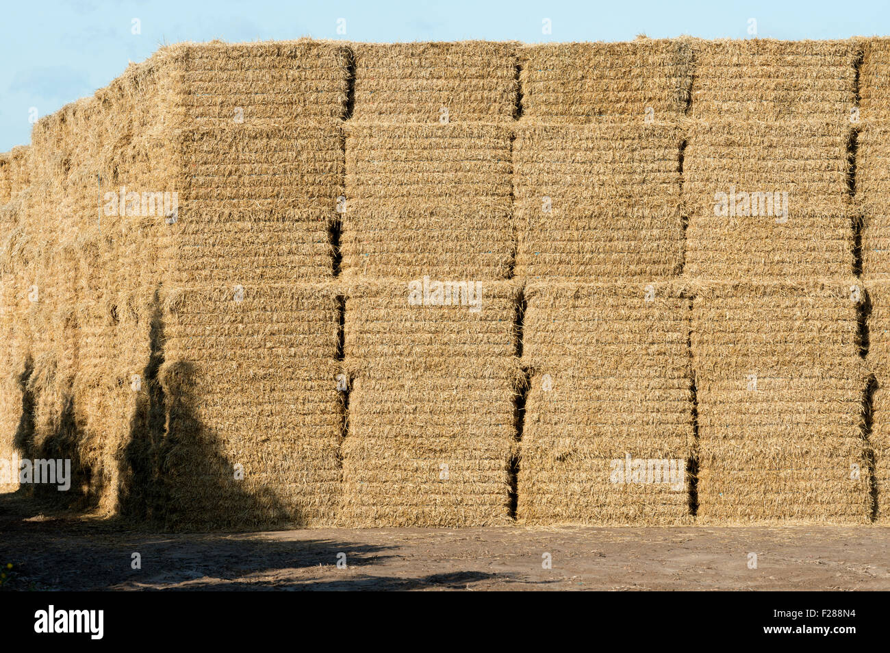 Large straw bales stacked in a field, Bawdsey, Suffolk, UK Stock Photo ...