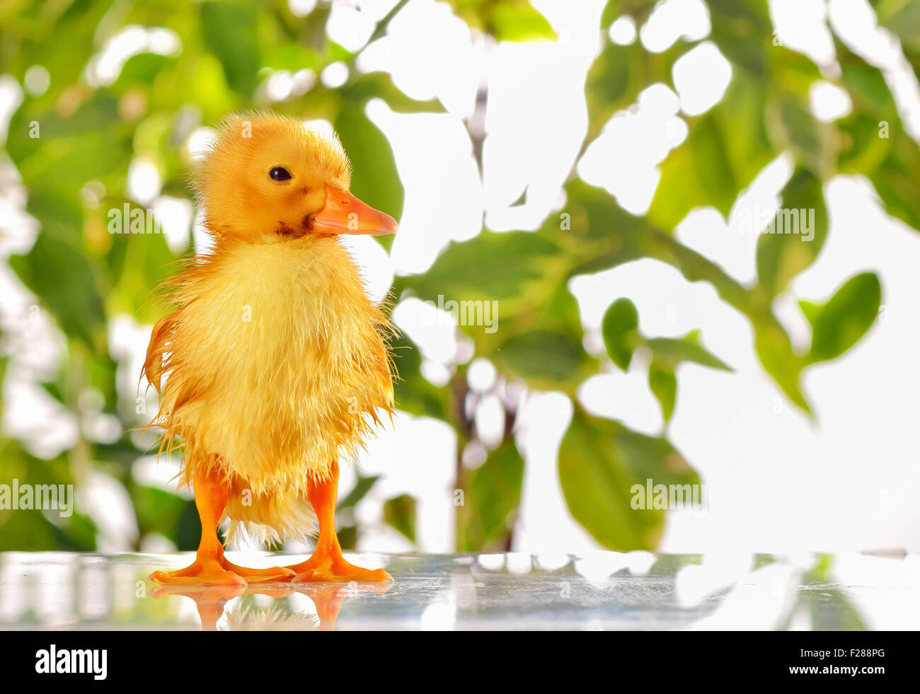 Wet little newly hatched duckling in studio Stock Photo - Alamy