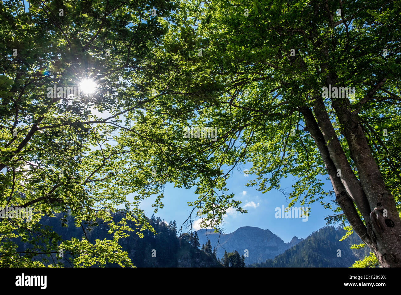 Bavarian Alps in Summer, Mountains, Green trees, sun blue sky ...
