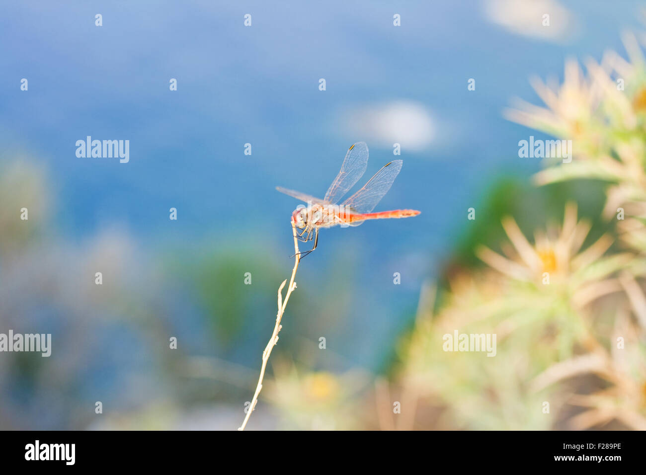 Dragonfly on a nature background Stock Photo - Alamy