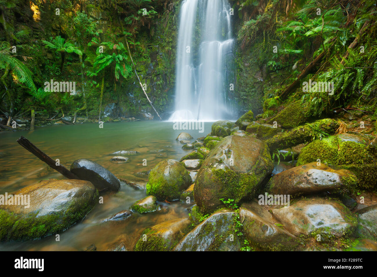 A beautiful temperate rainforest with waterfalls. The Beauchamp Falls ...