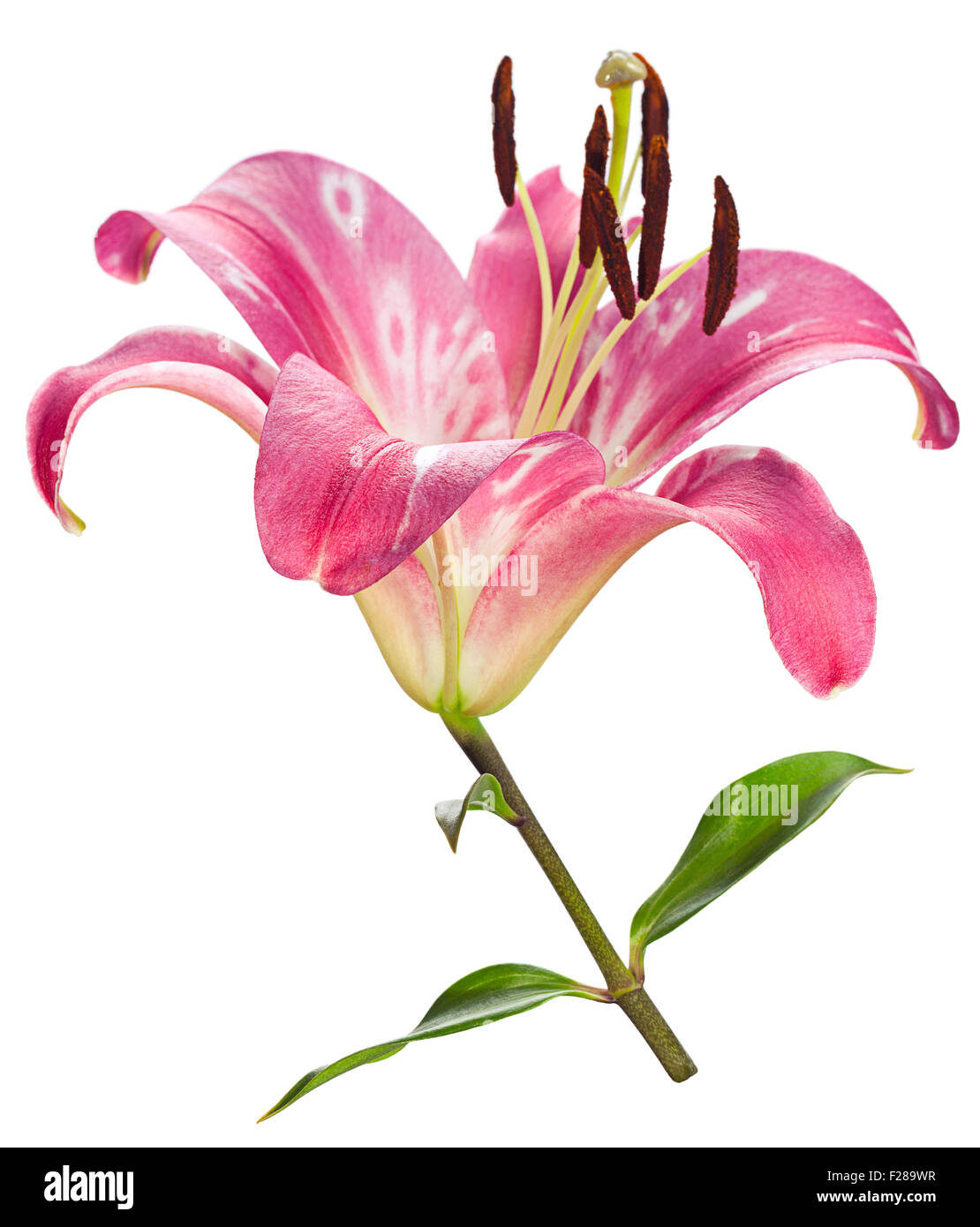 Pink lily flower head closeup isolated Stock Photo - Alamy