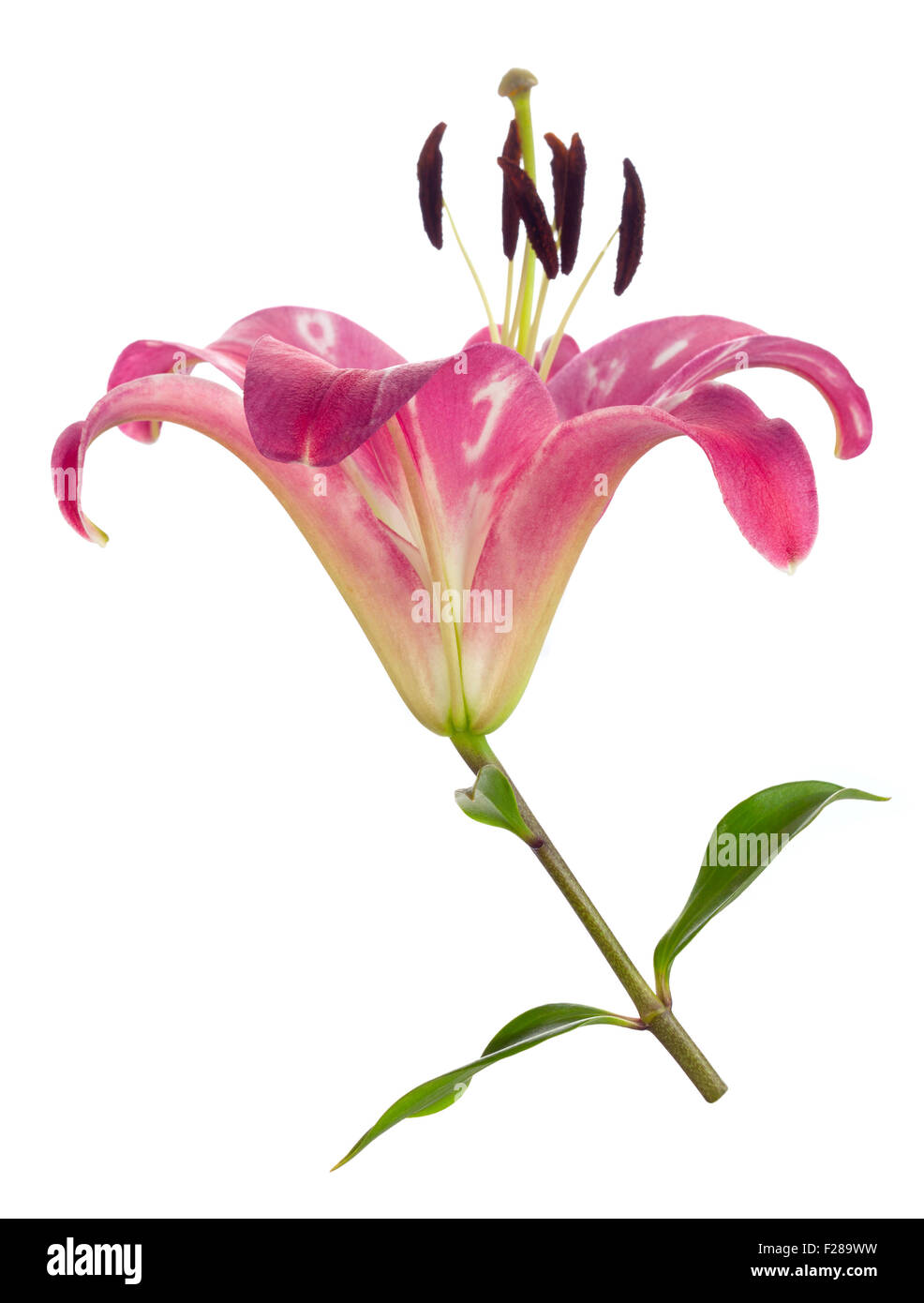 Pink lily flower head closeup isolated Stock Photo - Alamy