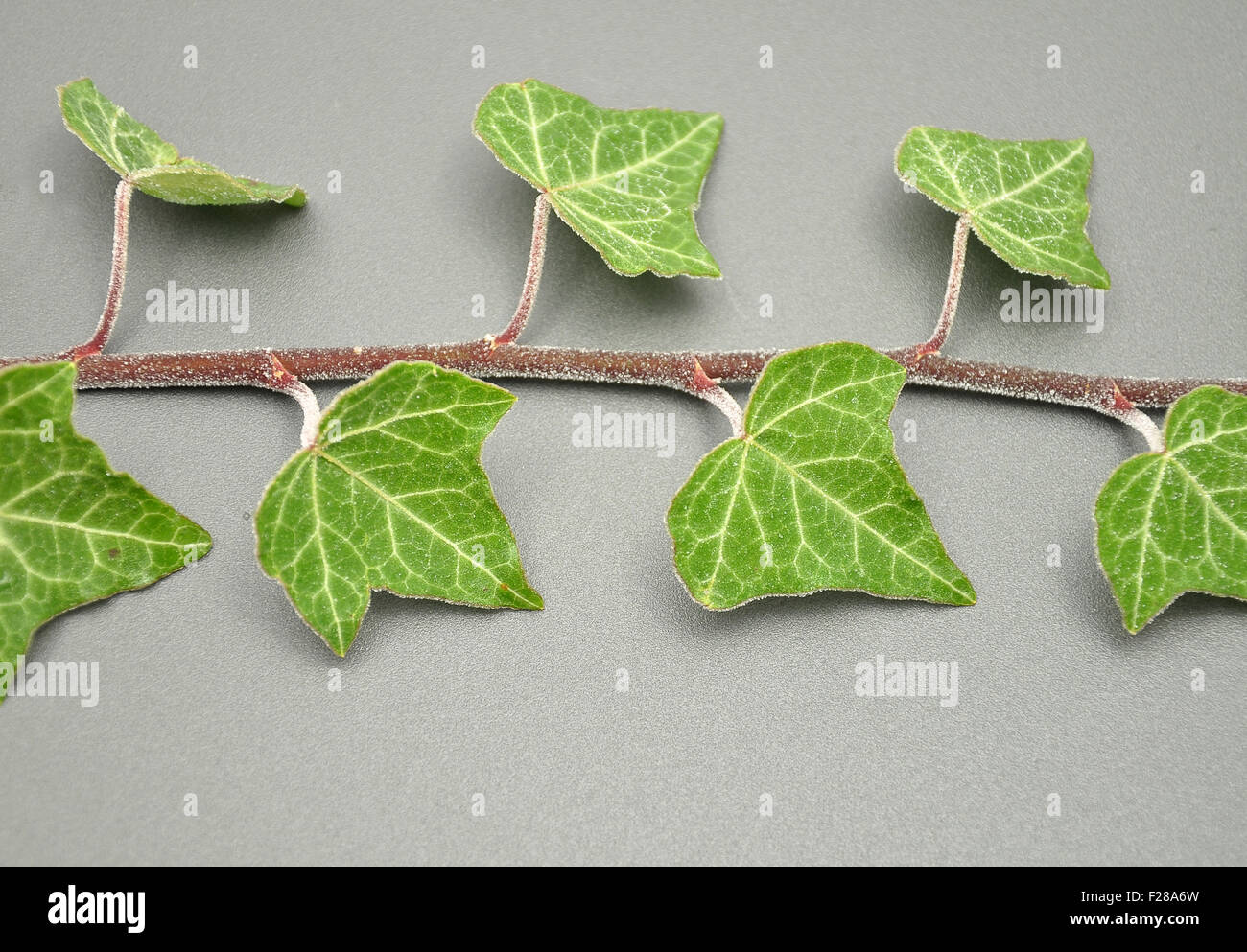 Detailed but simple image of iced ivy Stock Photo - Alamy