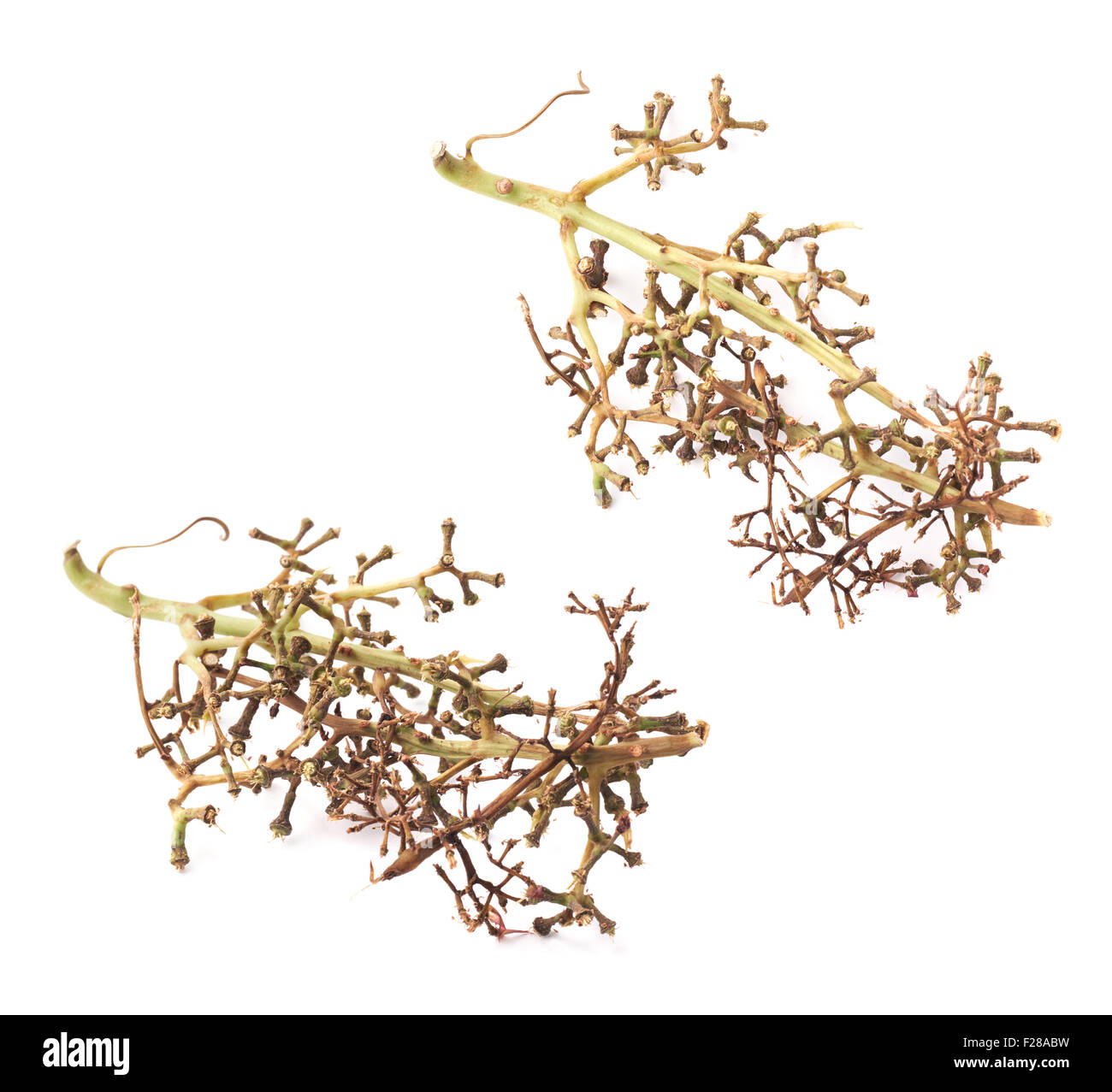 Empty branch of grapes isolated over the white background, set of two ...