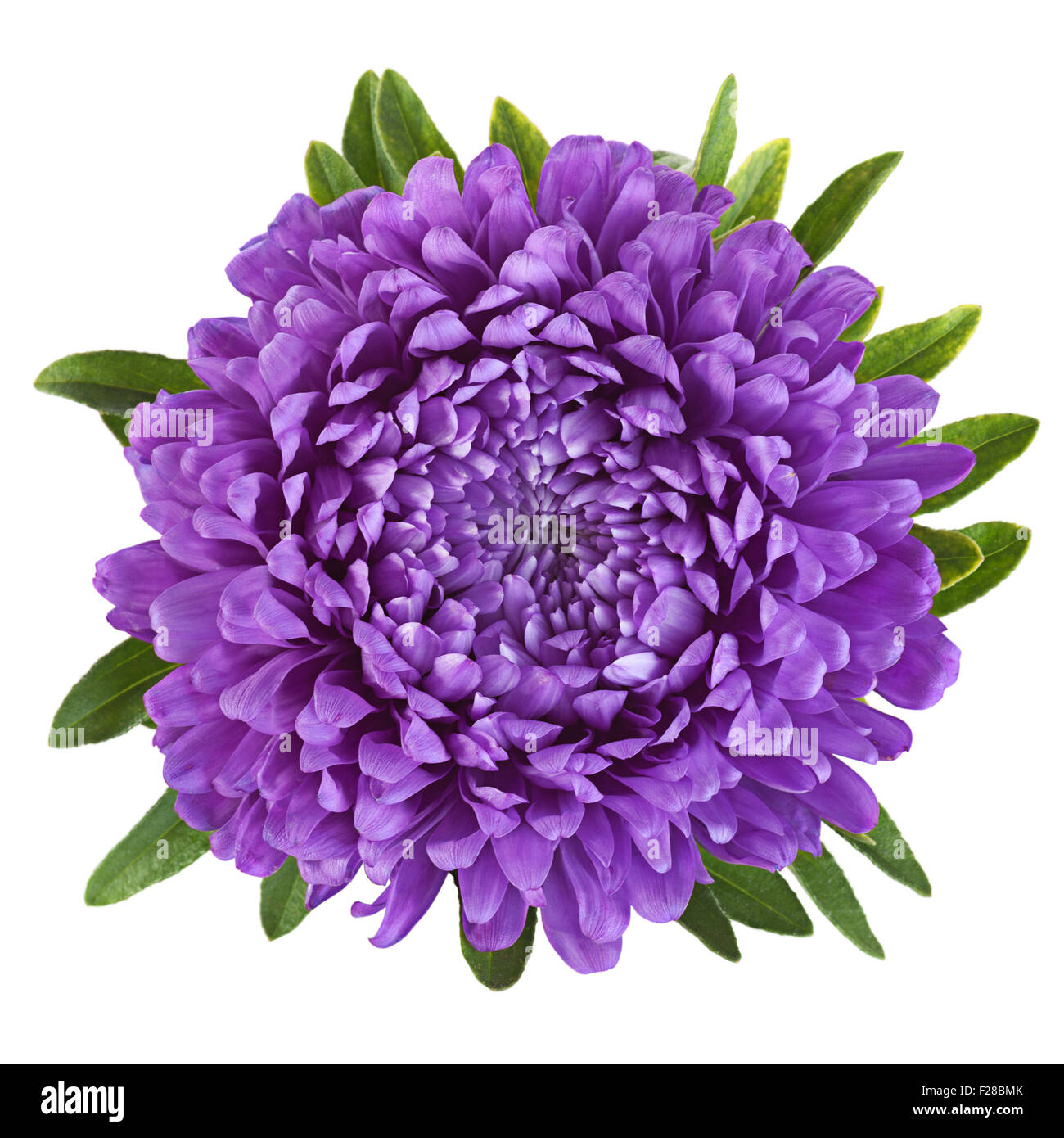 Aster flower head closeup isolated on white background Stock Photo - Alamy