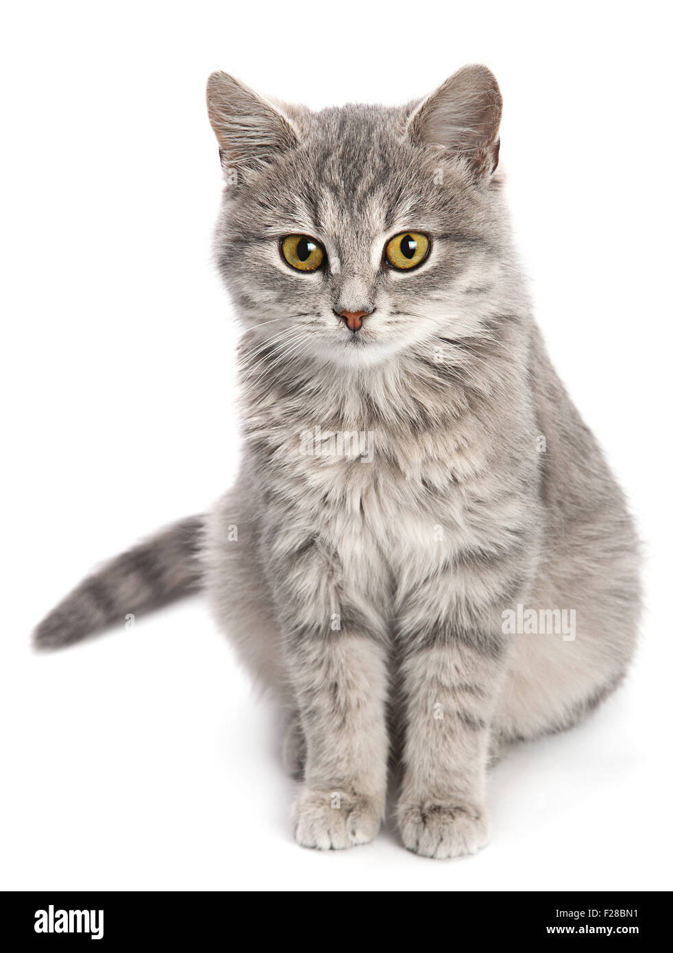 Gray cat sitting isolated on white background Stock Photo - Alamy