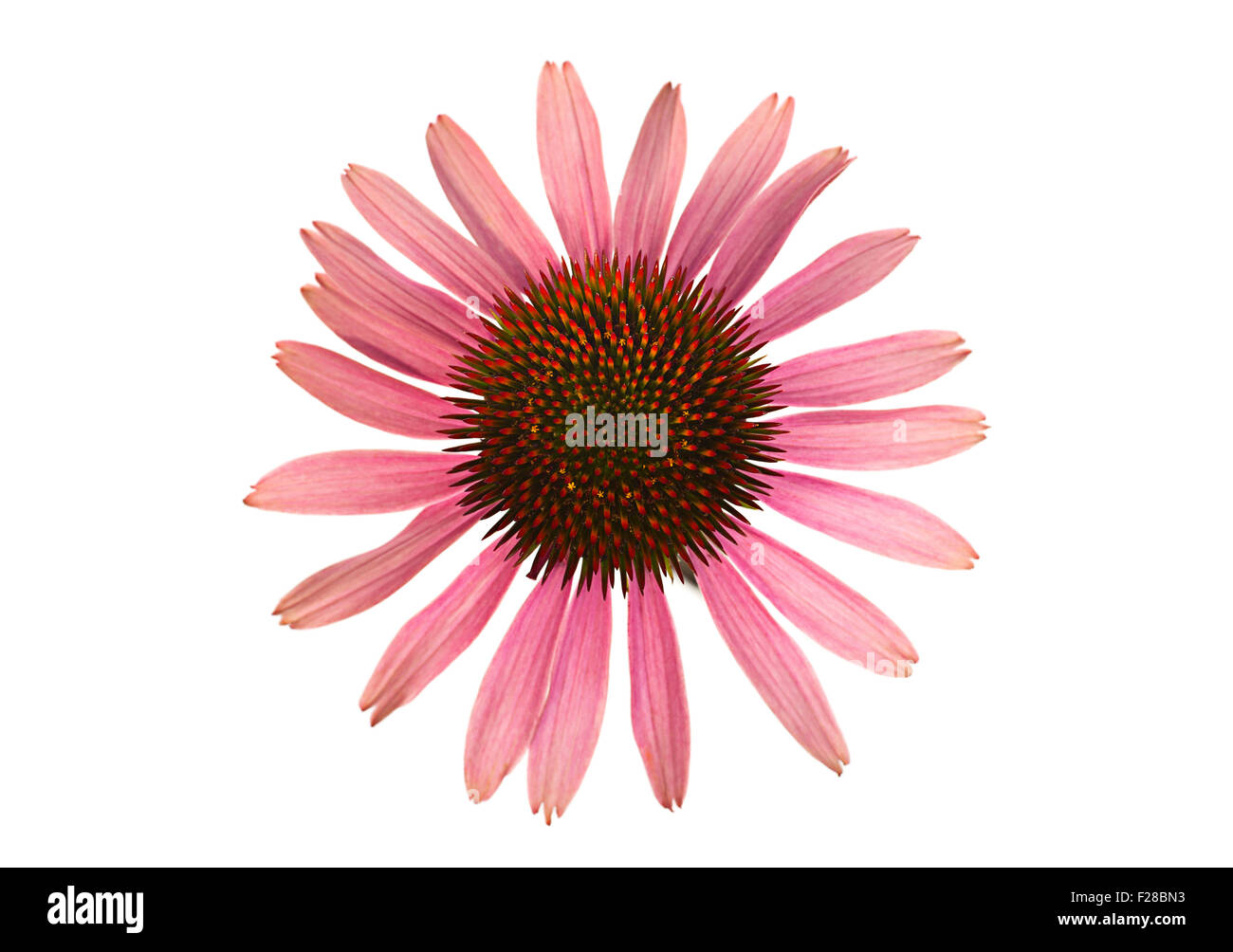 Flower head closeup isolated on white background Stock Photo - Alamy
