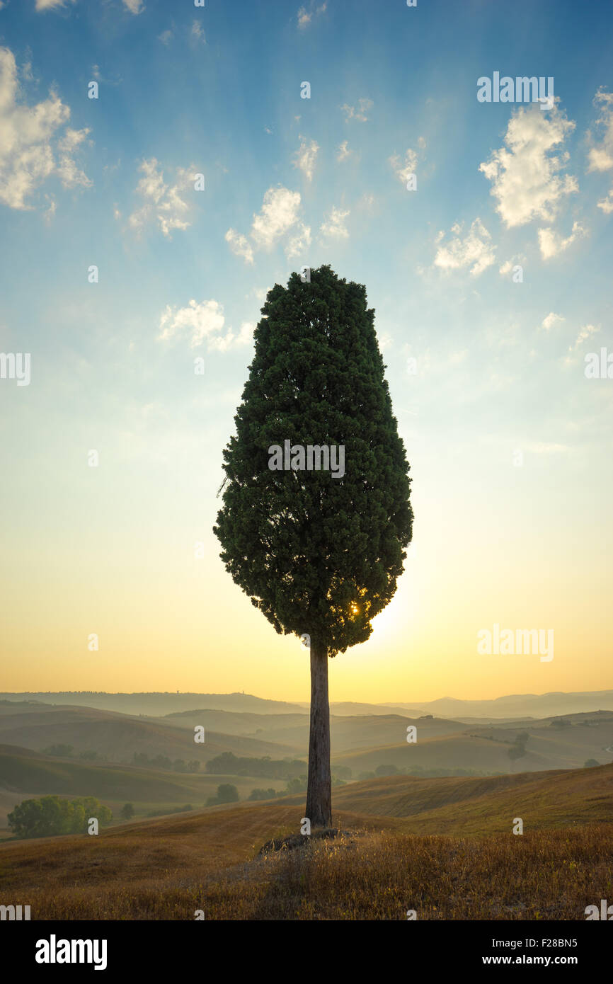 A solitary tree with a rolling Tuscany backdrop during sunrise Stock ...