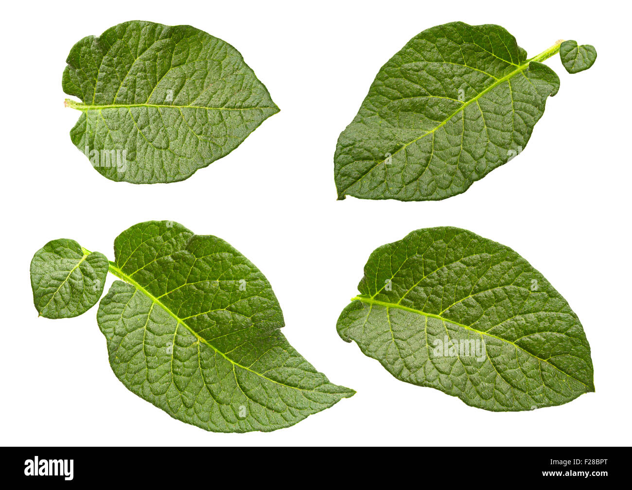 Potatoe leaf collection isolated on white background Stock Photo - Alamy