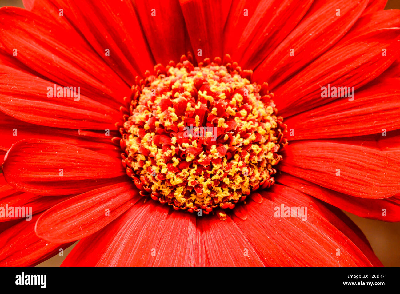 Red flower closeup Stock Photo - Alamy