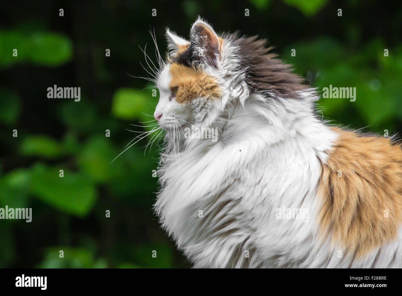 Three coloured cat Stock Photo - Alamy