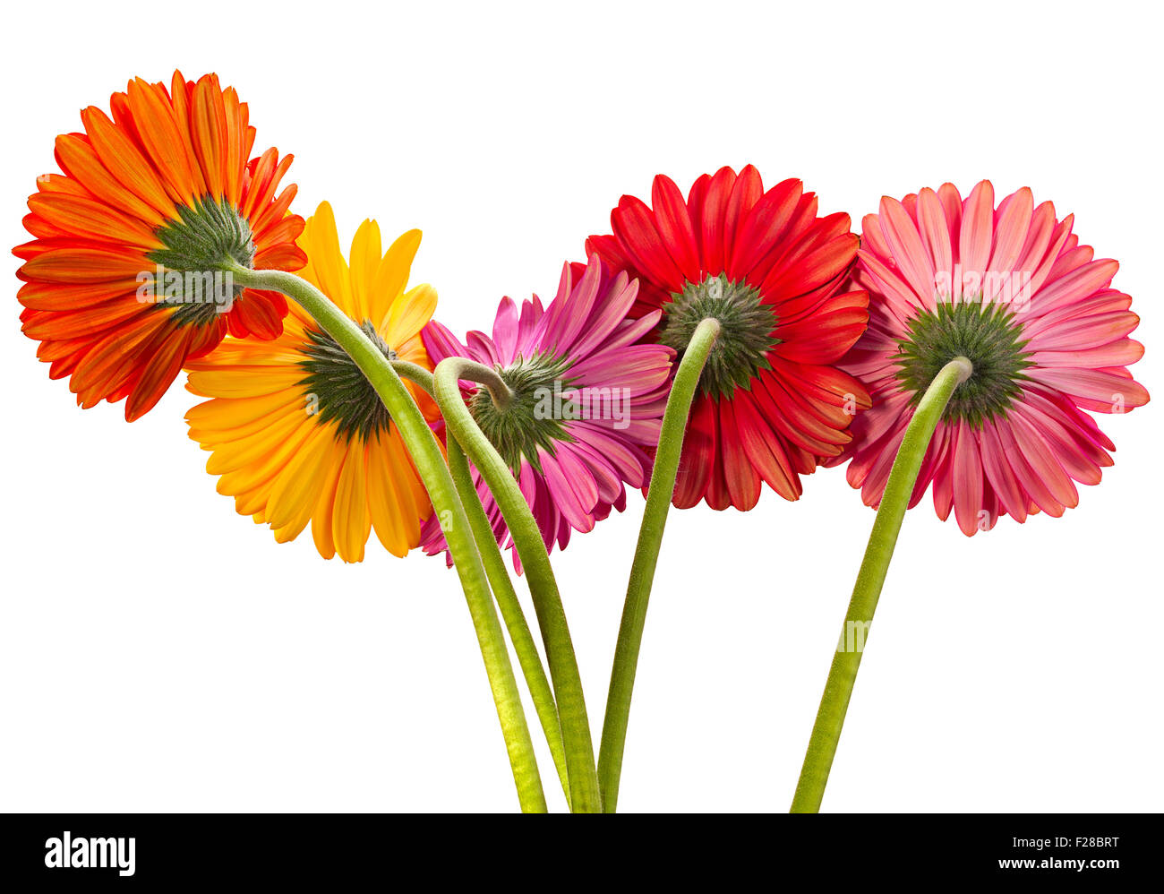 Gerbera flower bouquet isolated on white background Stock Photo - Alamy