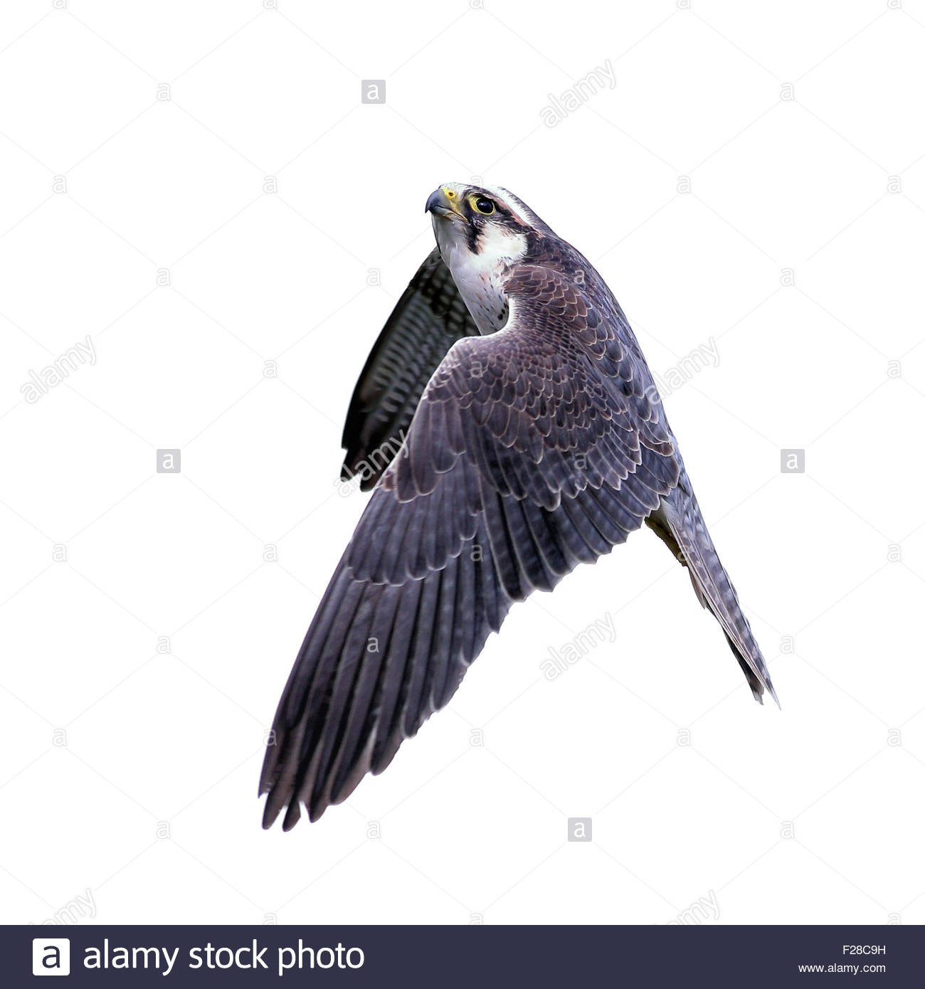 Falcon In Flight High Resolution Stock Photography and Images - Alamy