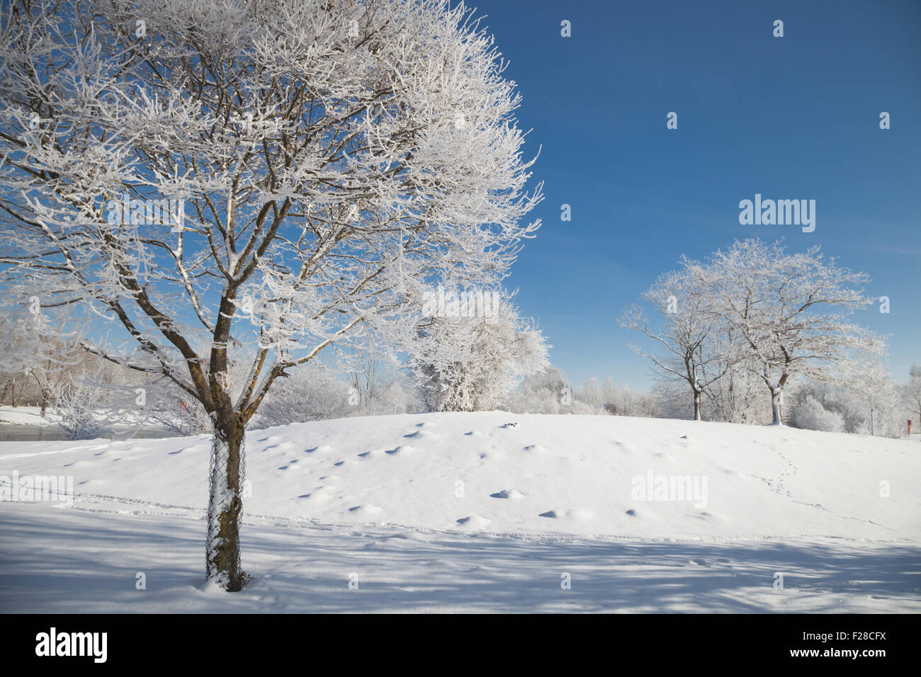 Snow covered trees on landscape, Eichenau, Fürstenfeldbruck, Bavaria ...