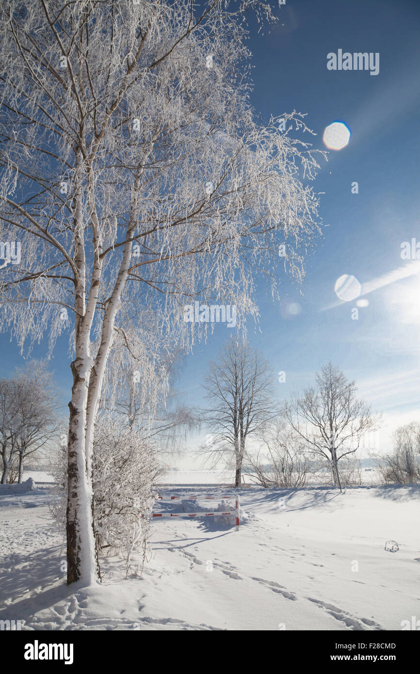 Scenics tree hi-res stock photography and images - Alamy